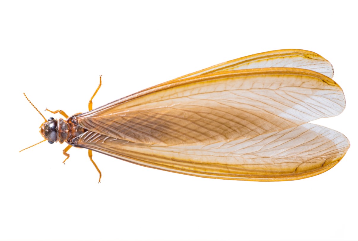 Do Termites Have Antennae? Termite Characteristics Guide