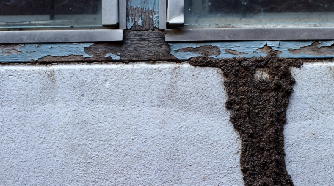 Find termites during a New Jersey real estate termite inspection?