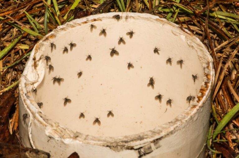 Why Are Bugs Coming From My Drains and How Do I Get Rid of Them?