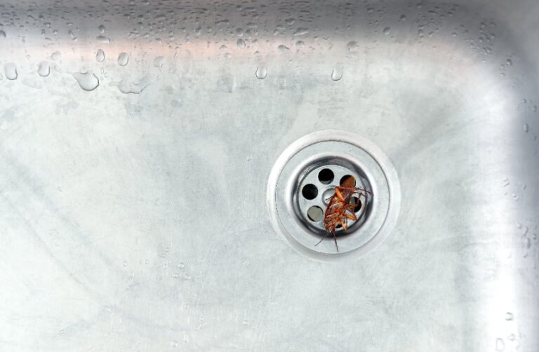 Why Are Bugs Coming From My Drains and How Do I Get Rid of Them?
